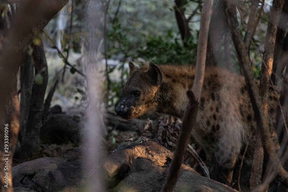 Hyena eats a hippopotamus carcass in the bush during the day. Scavenger ...