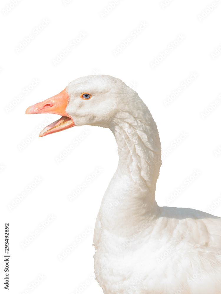 Beautiful white goose with open mouth isolated on white background ...