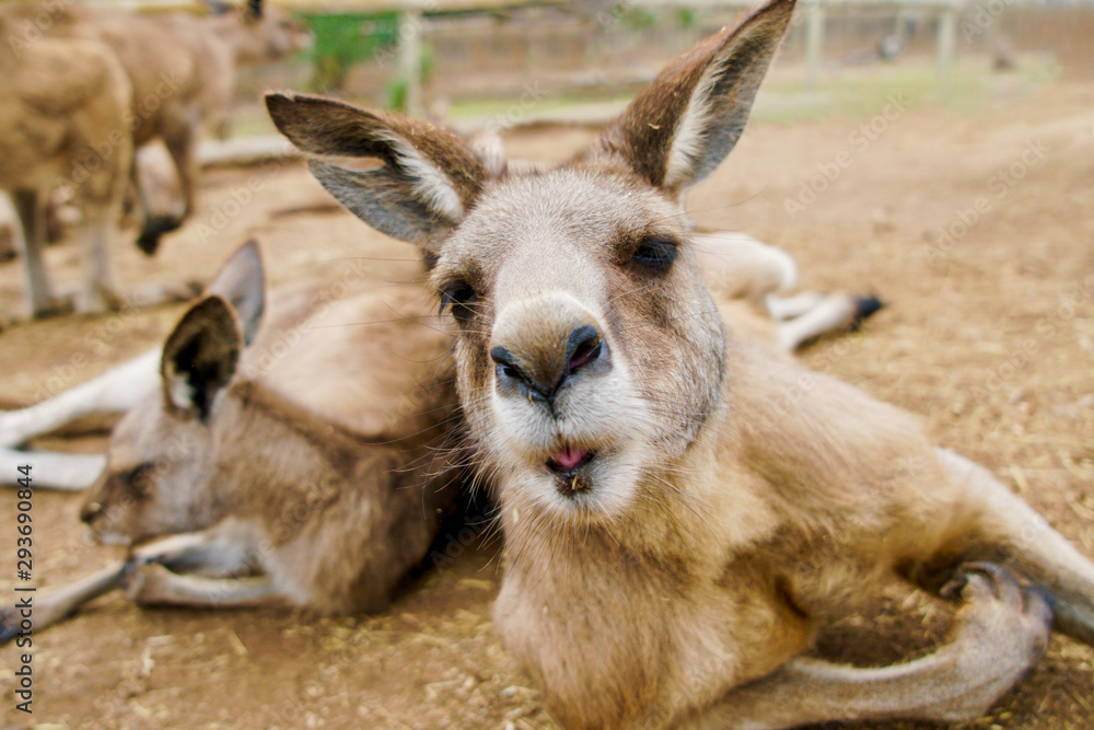 Cheeky kangaroo sticking its tongue out at the camera in Tasmania Stock ...