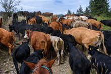 Cattle Drive Free Stock Photo - Public Domain Pictures