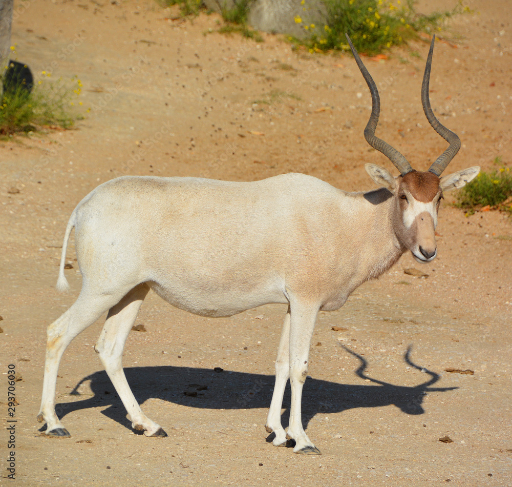 Addax (Addax nasomaculatus), also known as the white antelope and the ...