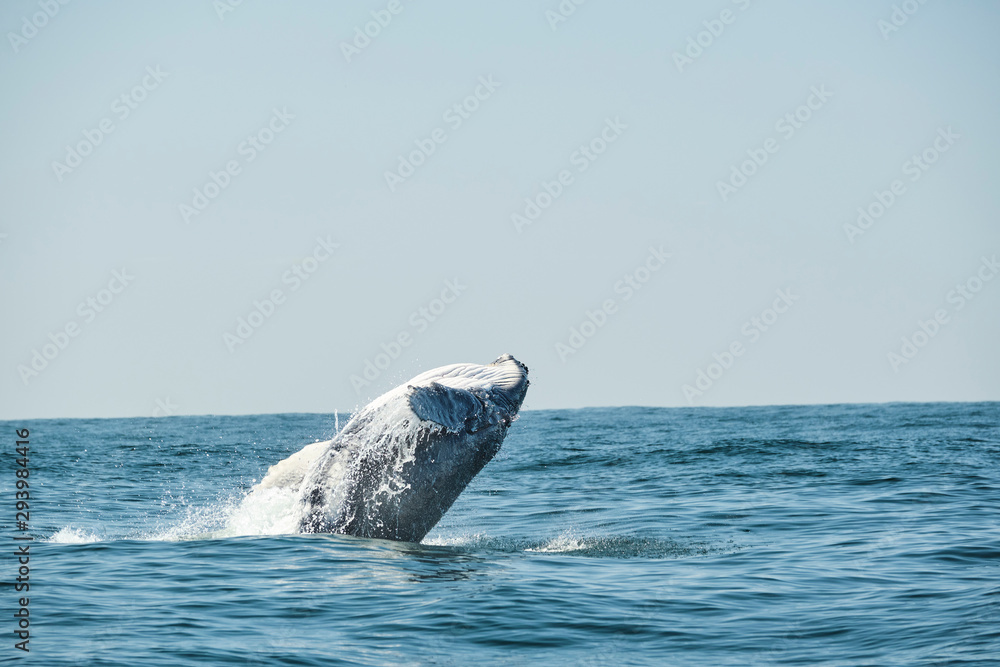 Large whale breaching over the ocean during whale migration on the east ...