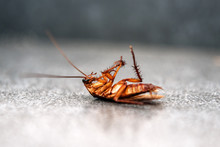 Grey Cockroach Free Stock Photo - Public Domain Pictures
