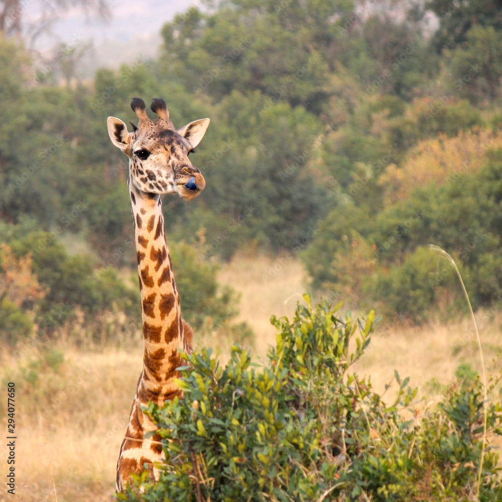 Funny Image of a Surprised Giraffe Sticking out his Neck Above the ...