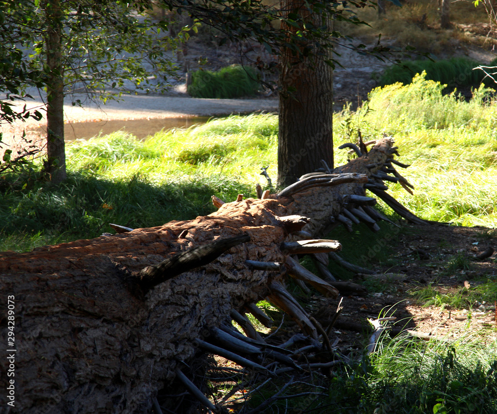 Ponderosa pine, bull pine, blackjack pine, or western yellow-pine, is a ...