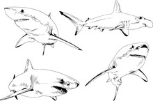 Shark Bite Drawing Free Stock Photo - Public Domain Pictures