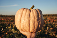 Pink Pumpkin Patch Fall Free Stock Photo - Public Domain Pictures