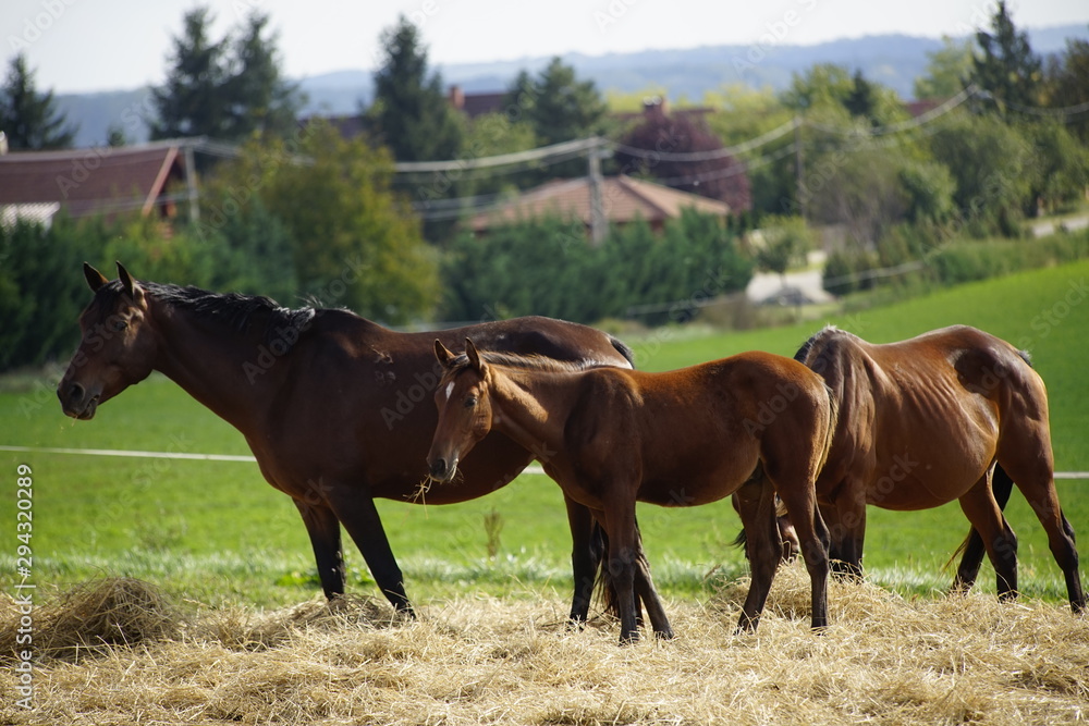 Budapest Hungary sightseeing and farm visiting Stock Photo | Adobe Stock