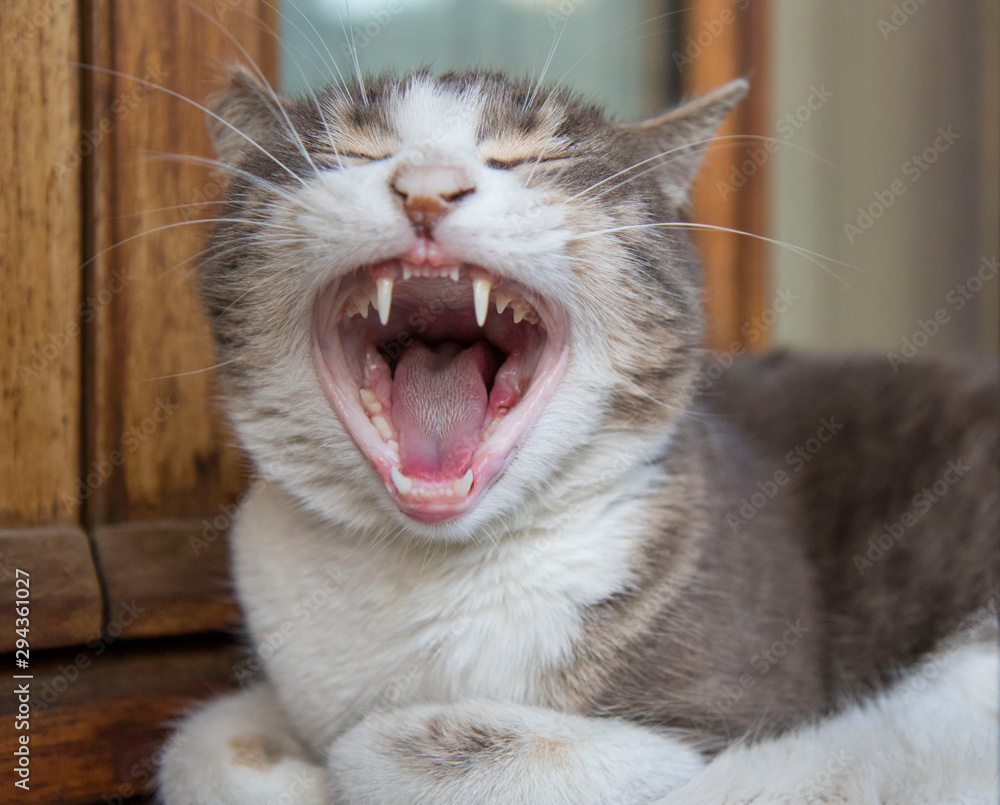 Cat showing off it's fangs Stock Photo | Adobe Stock