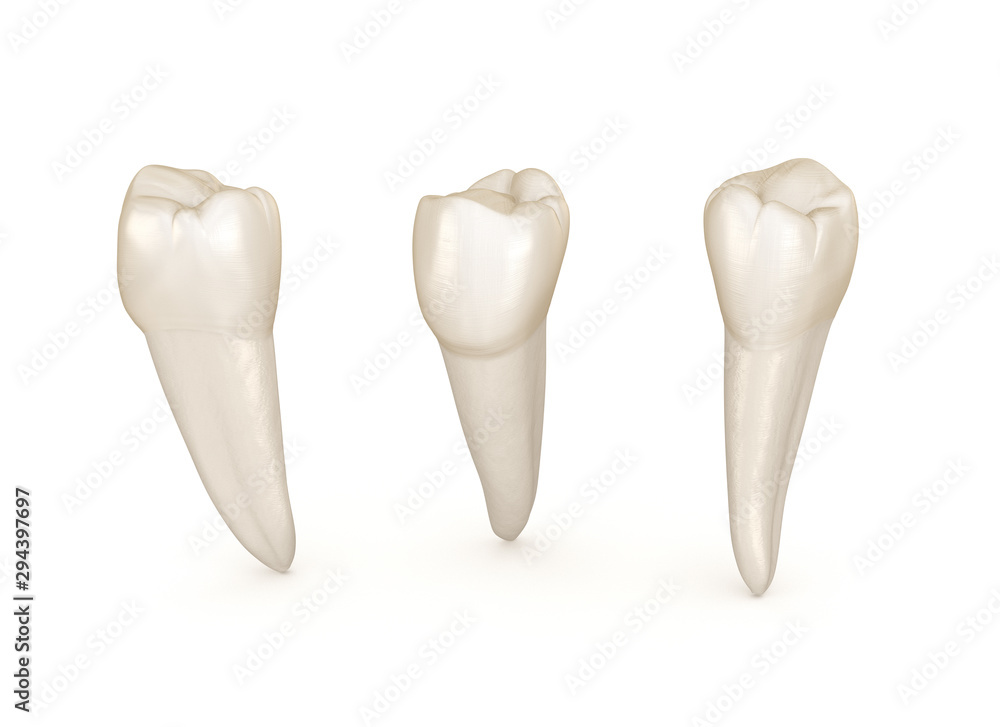 Dental anatomy - mandibular premolar tooth. Medically accurate dental ...