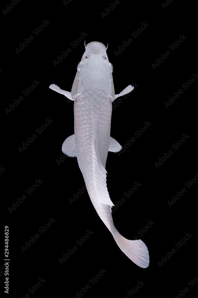 Koi fish is domesticated version of common carp. This fish is most ...