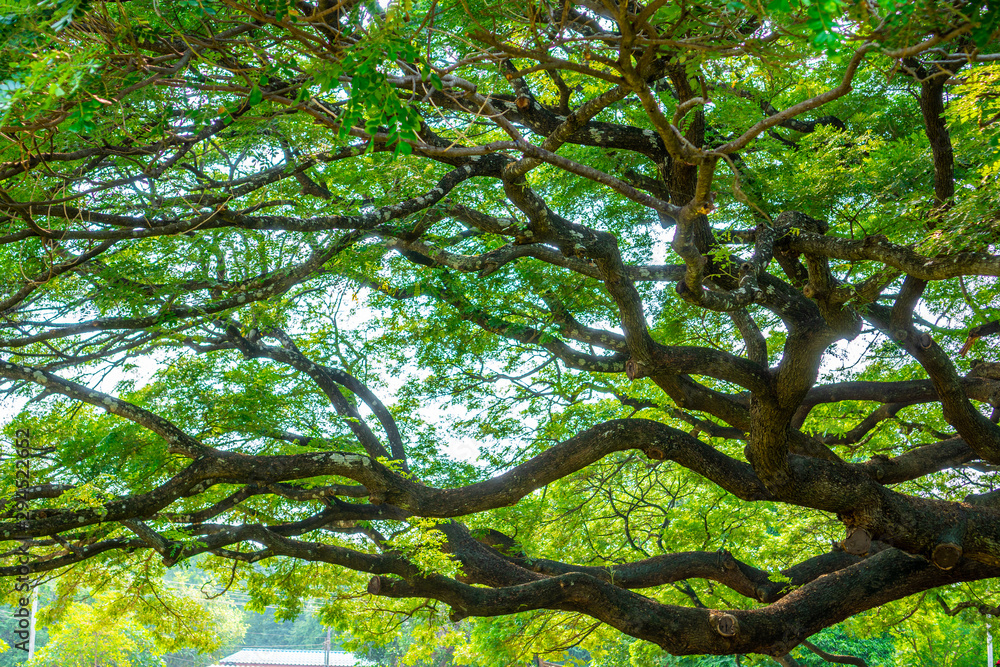 Scenery of giant rain tree (Chamchuri tree) or monkey pod tree at ...