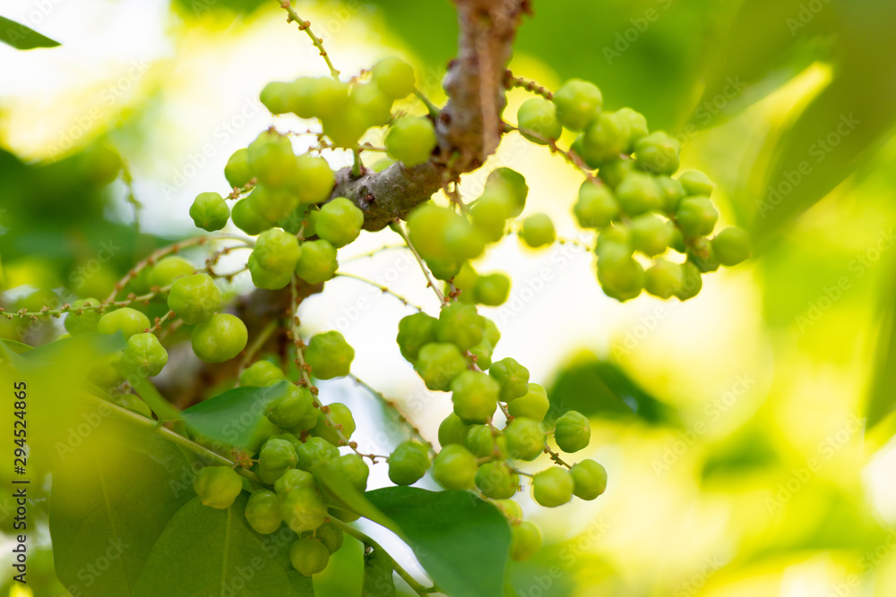 Star gooseberry. Phyllanthus acidus, known as the Otaheite gooseberry ...