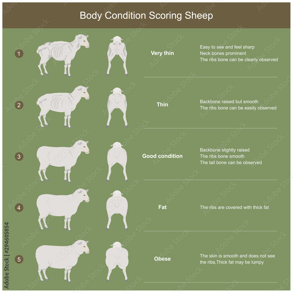 The scoring body and structure loin area of sheep, by analysis the bone ...