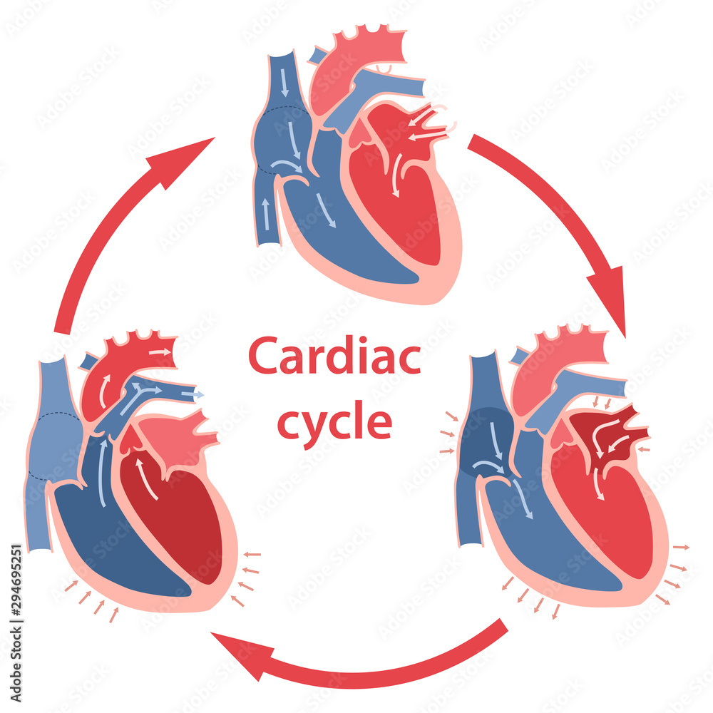 Diagram of the phases of cardiac cycle. Circulation of blood through ...