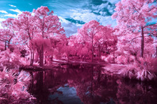 Pink Fantasy Free Stock Photo - Public Domain Pictures