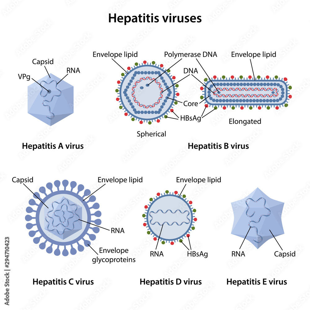 Vettoriale stock di Hepatitis viruses of liver. Structure of hepatitis ...
