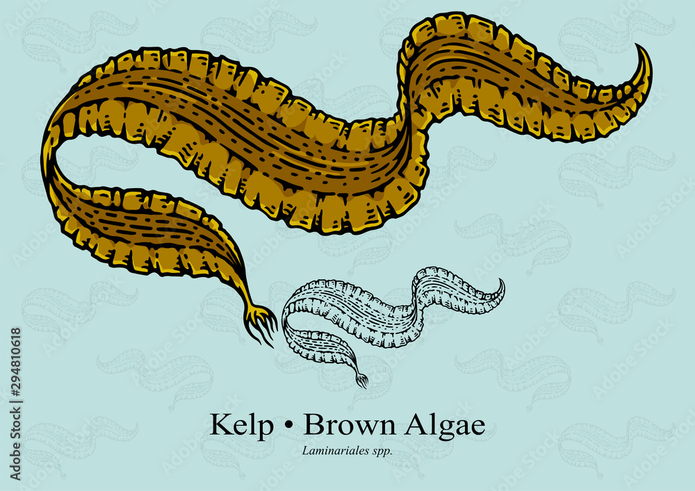 Kelp, Brown Algae. Vector illustration with refined details and optimized stroke that allows the ...