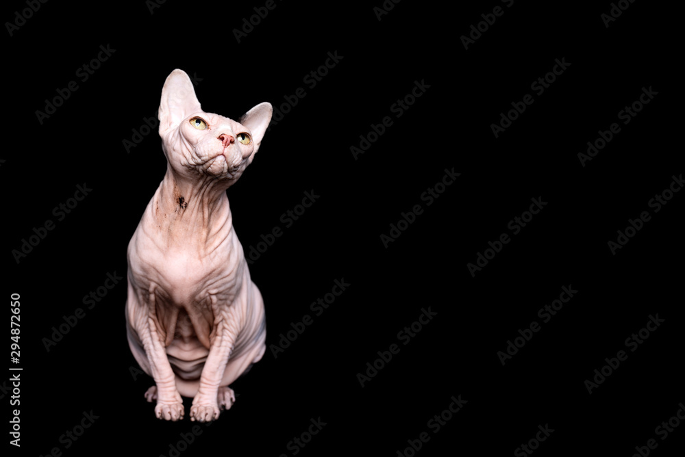 full length studio portrait of hairless sphynx cat standing looking up ...