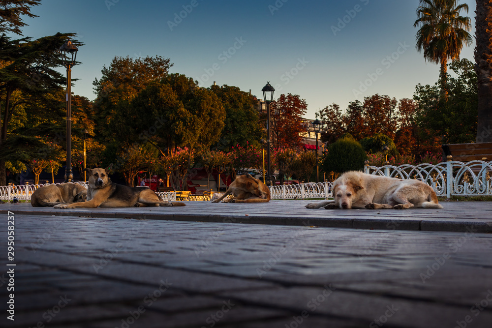 four dogs sleeping on a sidewalk in a downtown area of Istanbul between ...