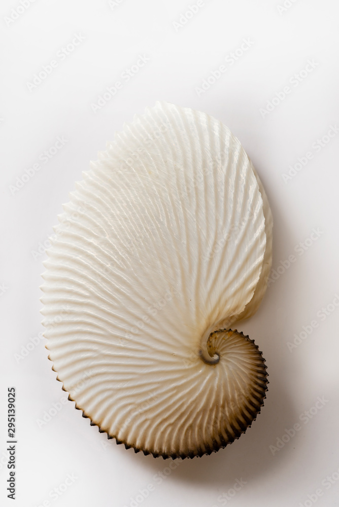 Octopus Shell Stock Photo | Adobe Stock