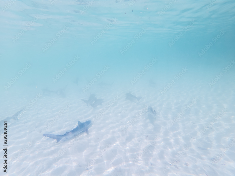 Photo Stock Baby sharks swimming in ocean. Swimming in circle ...