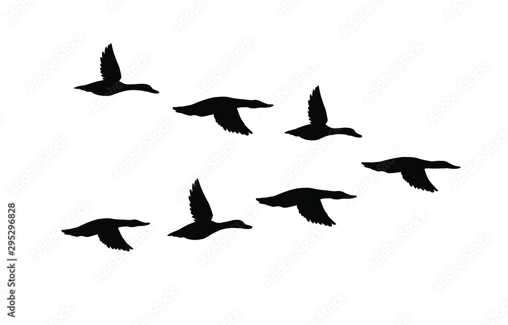 Vector black flock of flying duck silhouette isolated on white ...