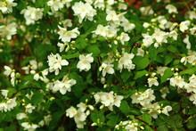 Seringa Tree With Yellow Seeds Free Stock Photo - Public Domain Pictures