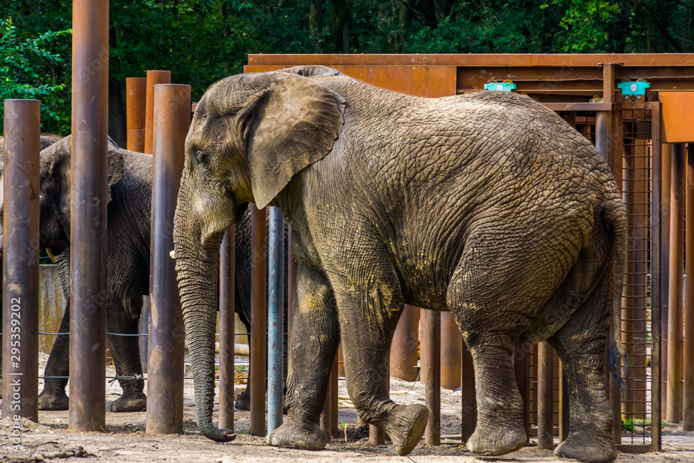 African bush elephant walking by in closeup, Vulnerable animal specie ...
