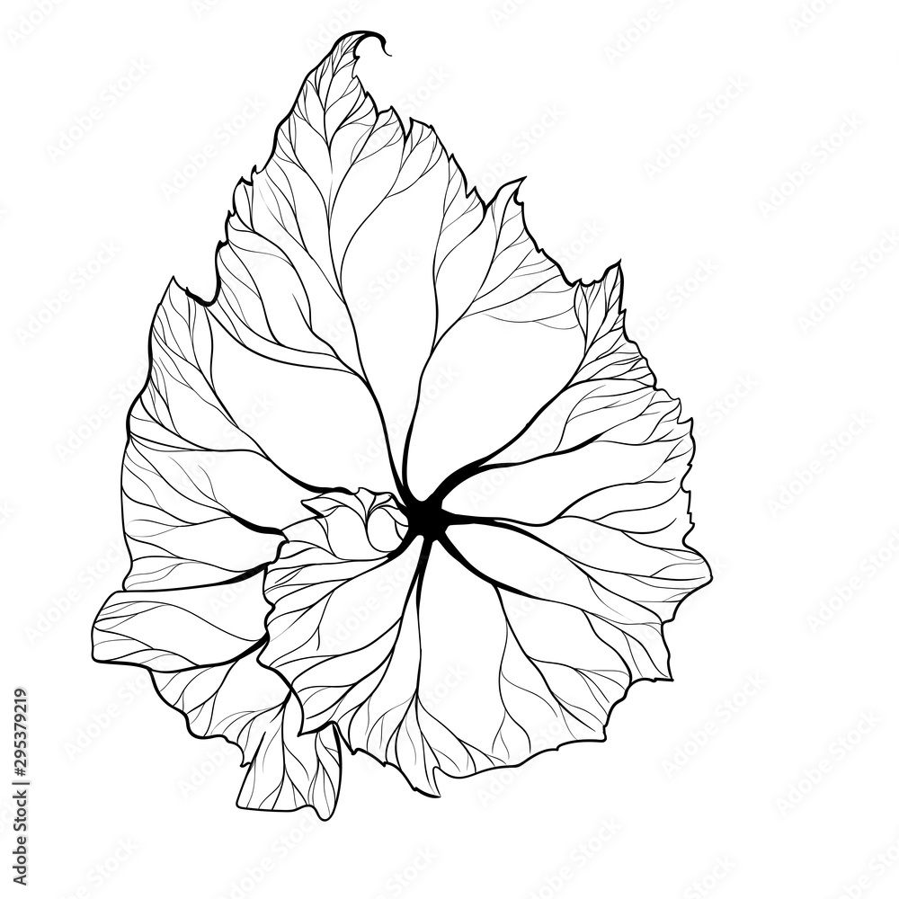 Begonia. Exotic leaves. Vector drawing. Wallpaper. Use printed ...