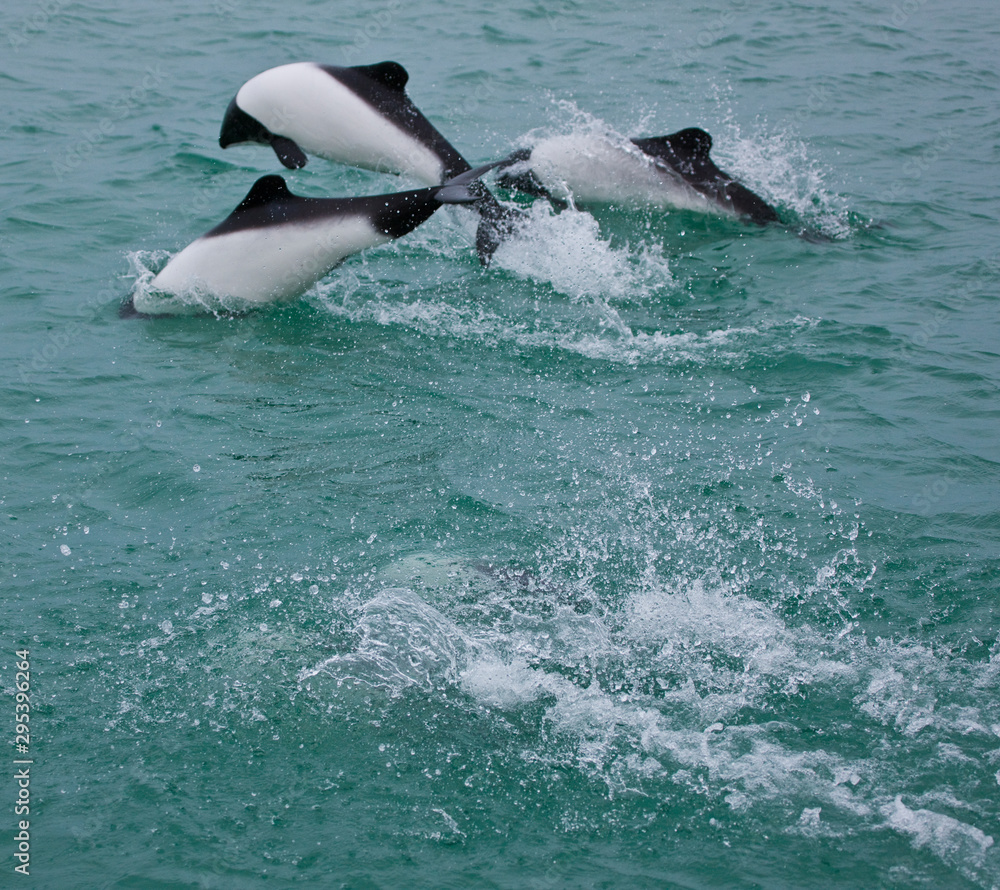 Delfin de Commerson o Tonina Overa (Cephalorhynchus commersonii),Ria ...