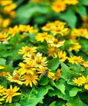 Yellow Daises Free Stock Photo - Public Domain Pictures