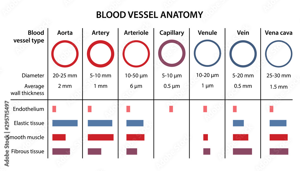 The human circulatory system. Anatomy of blood vessels. Diagram of the ...