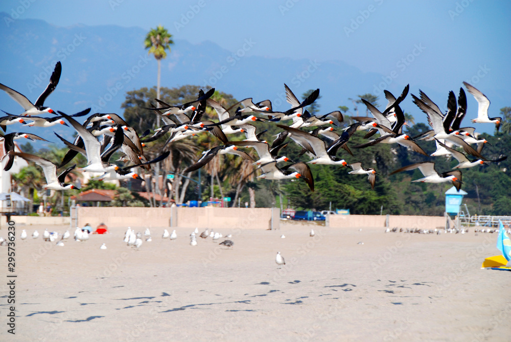flock of skimmers taking off from sandy beach Stock Photo | Adobe Stock