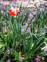 Tulipa Clusiana, Lady Tulip Free Stock Photo - Public Domain Pictures
