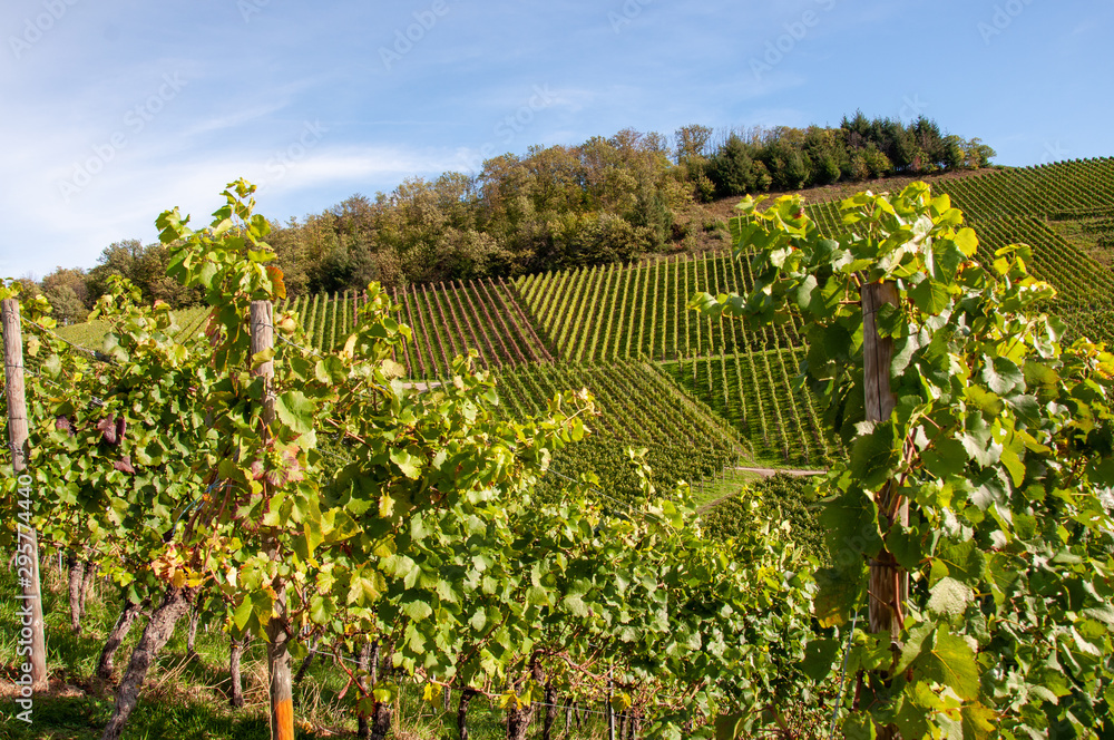 Weinberge rund um Durbach, Ortenau Stock Photo | Adobe Stock