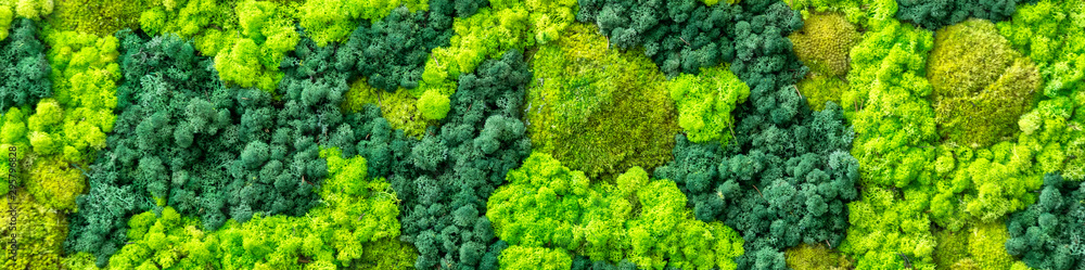 plant foliage as a panoramic background Stock Photo | Adobe Stock
