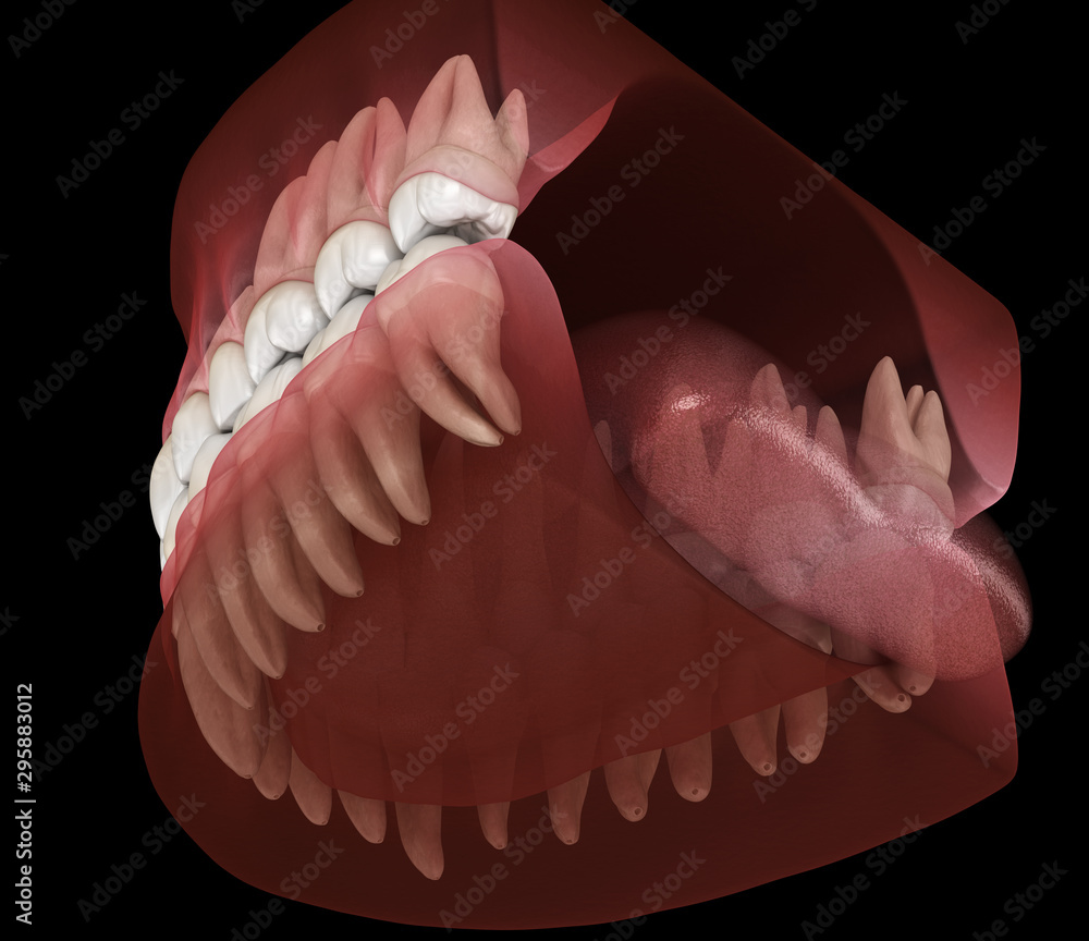 Ilustración de Stock Morphology of mandibular and maxillary human gum ...