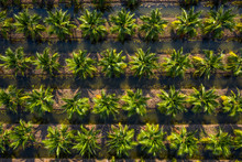 Coconut Plantation Free Stock Photo - Public Domain Pictures