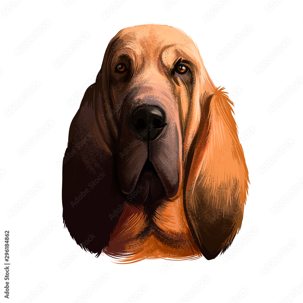 Bloodhound, Chien de Saint-Hubert, St. Hubert Hound dog digital art ...