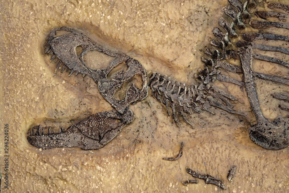 Tyrannosaurus rex fossil, Close up with selective focus. T.rex was one ...