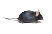 Black Mouse Free Stock Photo - Public Domain Pictures