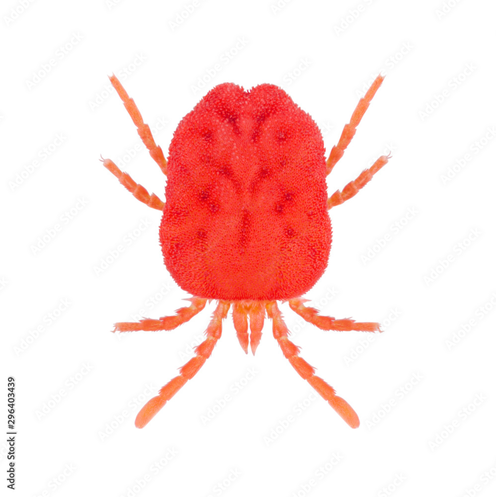 Velvet Mite Trombidium holosericeumis a species of mite in the genus ...