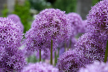 Alum Flowers Free Stock Photo - Public Domain Pictures
