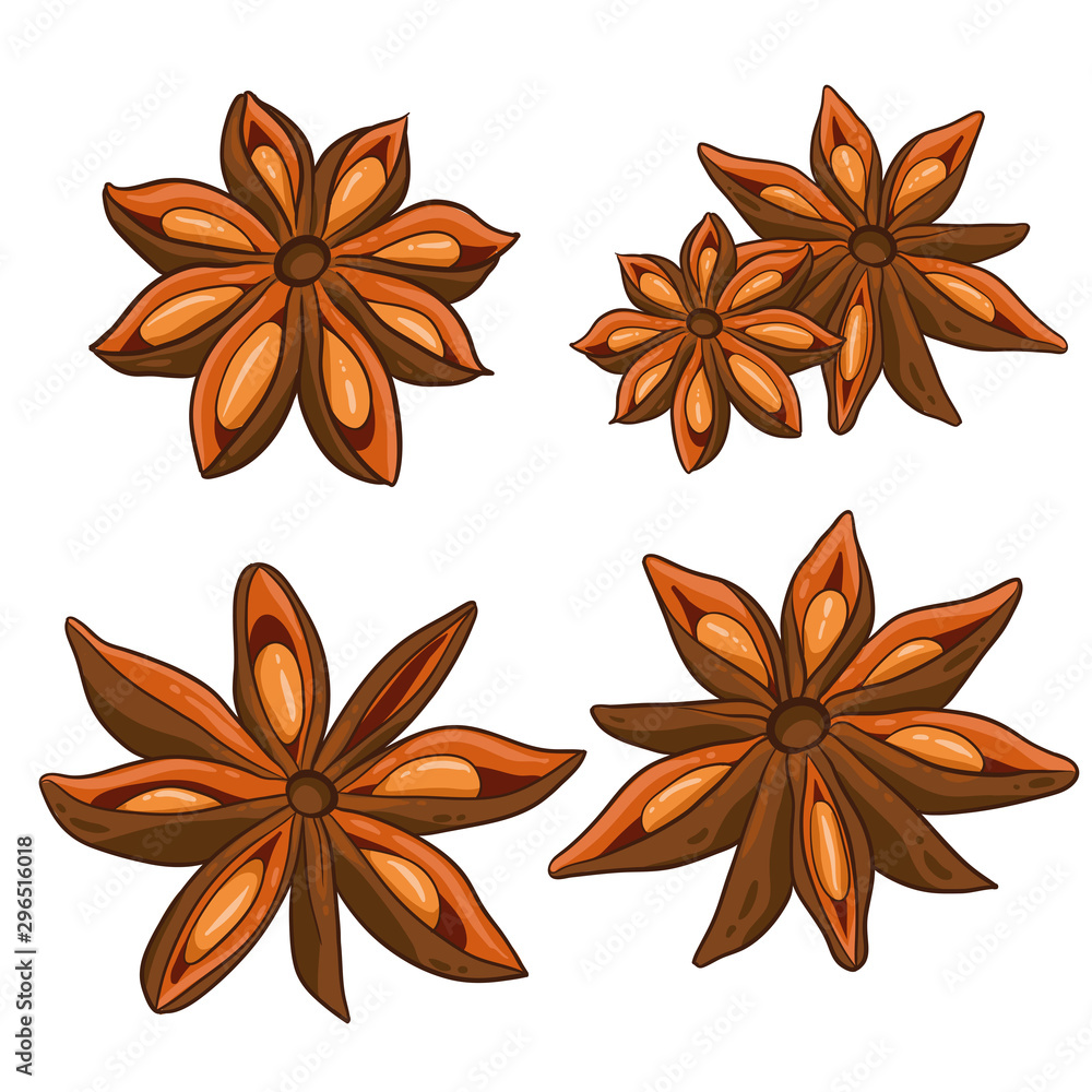 Star anise illustration hand draw vector. Isolated od white background ...
