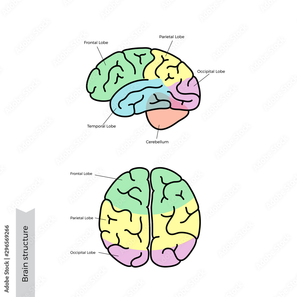 Vector illustration of human brain anatomy Stock Vector | Adobe Stock