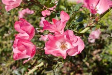 Pink Rose Fully Open Free Stock Photo - Public Domain Pictures