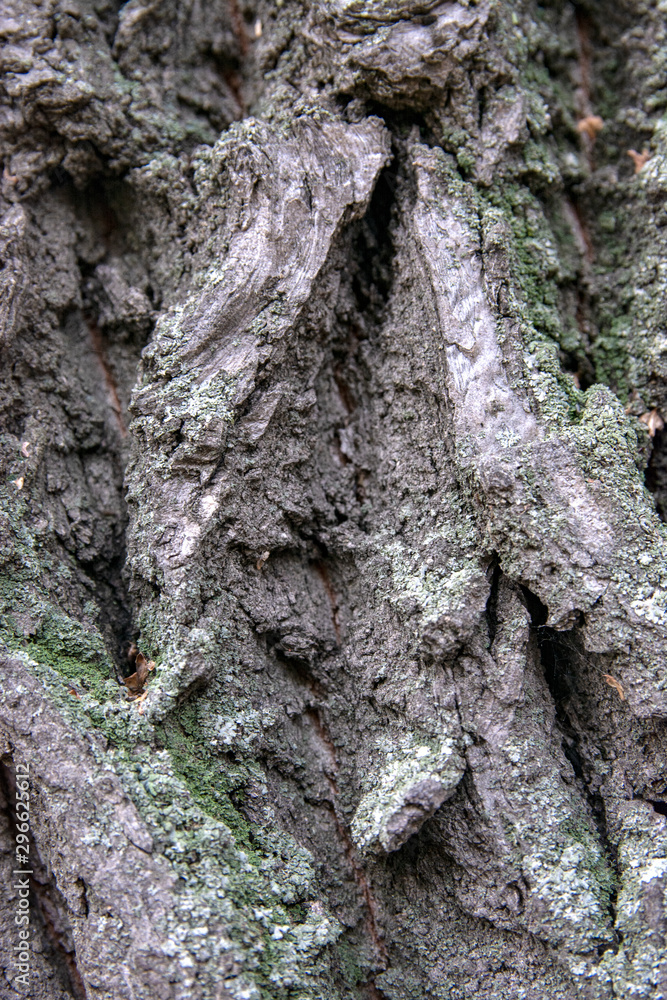 Еexture of tree bark. Skin the bark of a tree that traces cracking ...