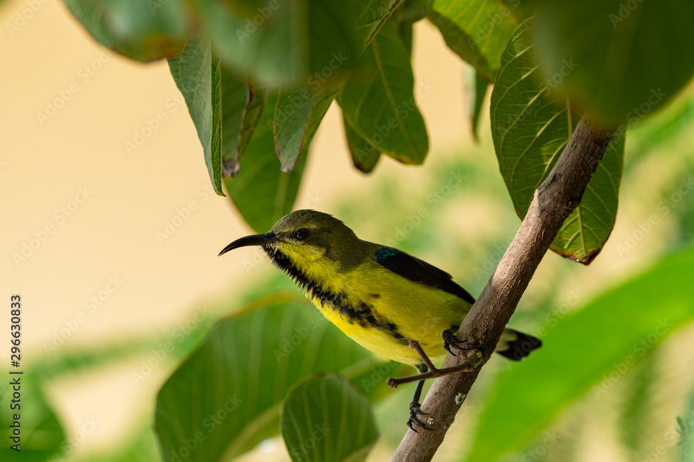 Olive-backed sunbird or yellow-bellied sunbird or Cinnyris jugularis ...