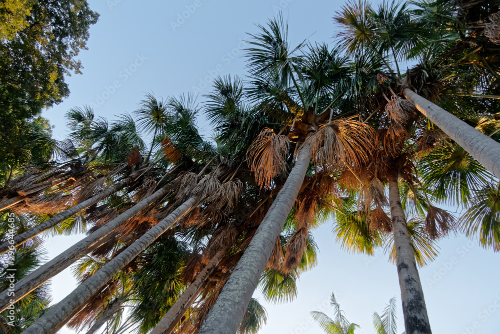 Le palmier bâche, le plus grand palmier en Guyane française Stock Photo ...